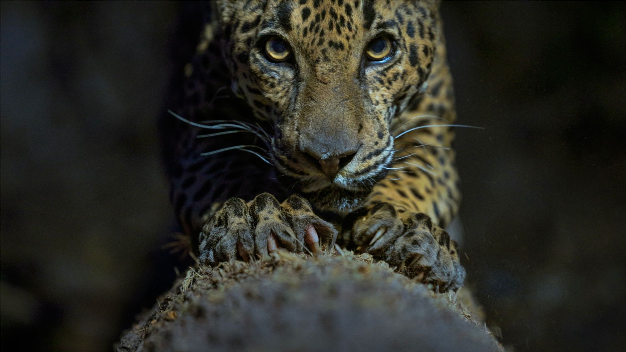 Newsletter: One battle after another…for the planet | WIRE
