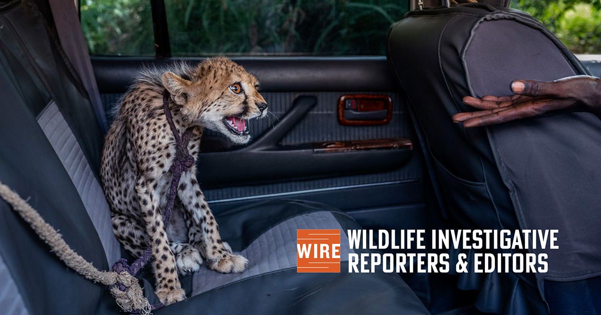 Wildlife Investigative Reporters and Editors | WIRE